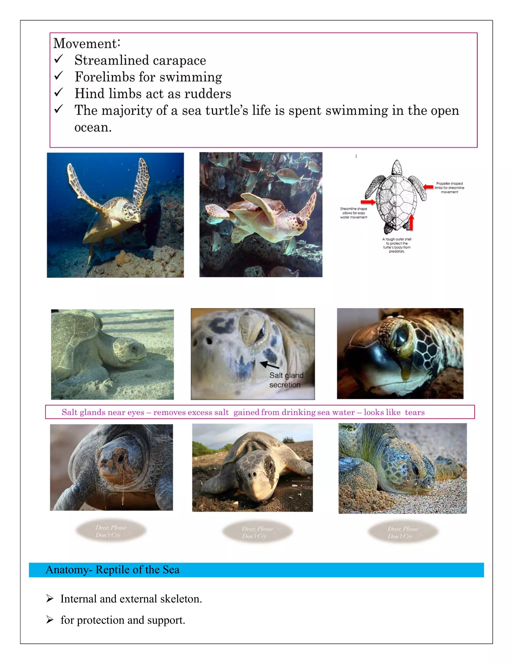 Threat of sea turtle Rajeev raghavan Kufos kerala | PDF | Free Download