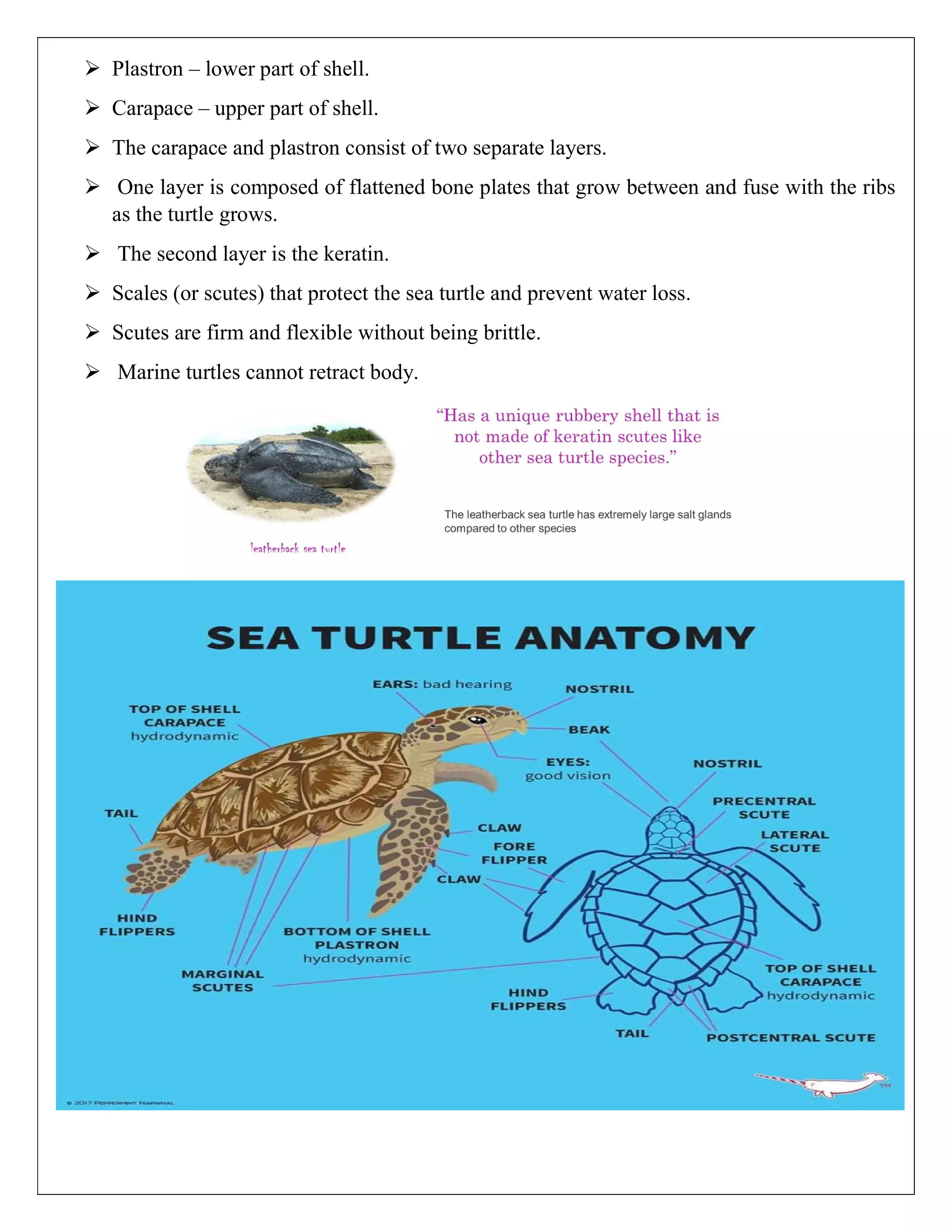 Threat of sea turtle Rajeev raghavan Kufos kerala | PDF