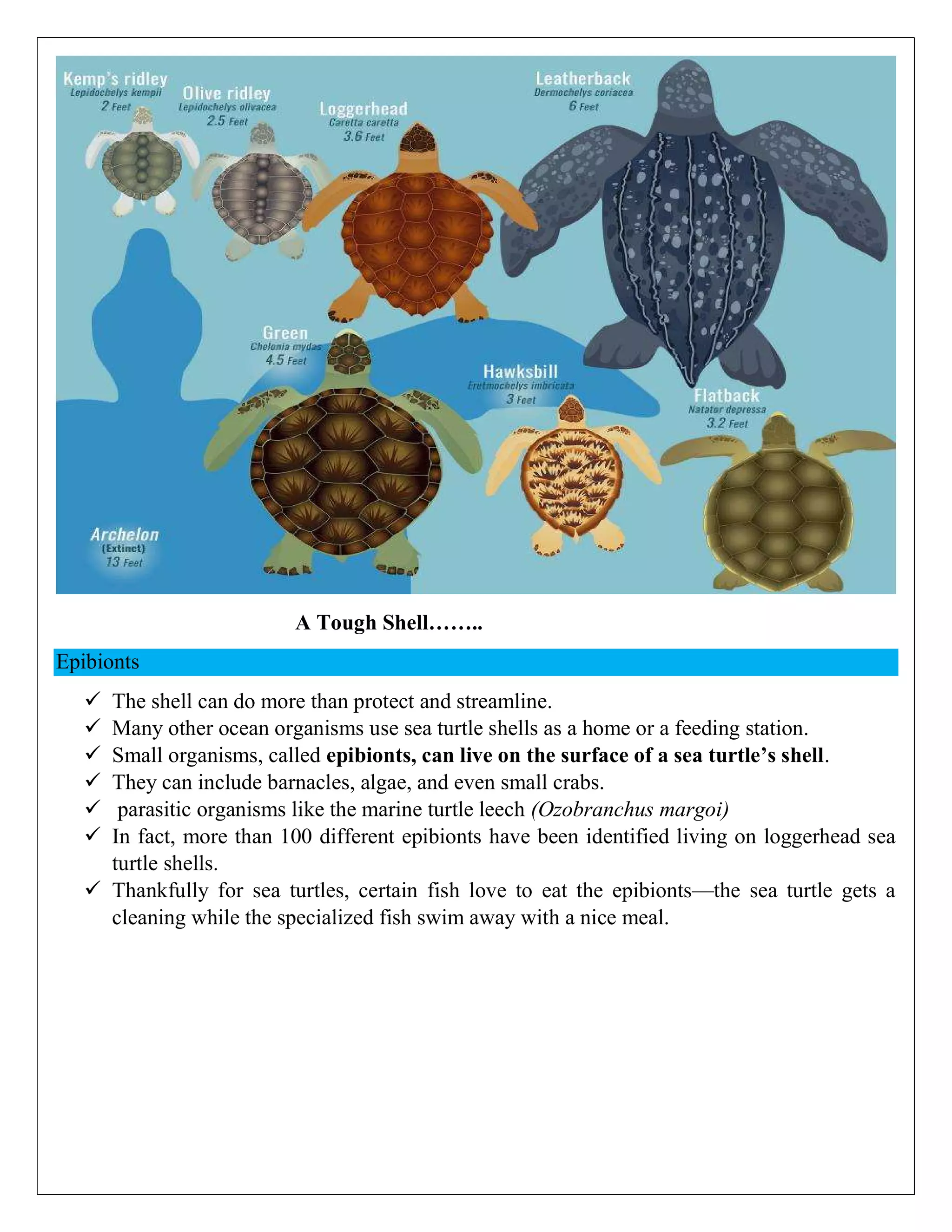 Threat of sea turtle Rajeev raghavan Kufos kerala | PDF