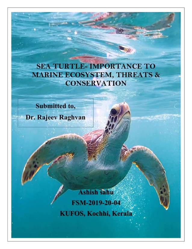 Threat of sea turtle Rajeev raghavan Kufos kerala | PDF