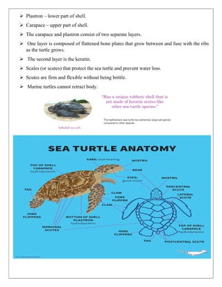 Threat of sea turtle Rajeev raghavan Kufos kerala | PDF