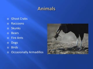 Sea turtle Predators | PPTX