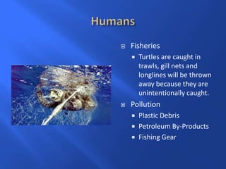 Sea turtle Predators | PPTX