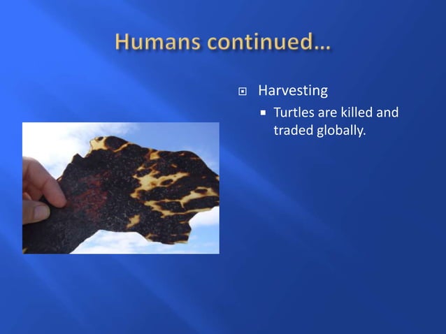 Sea turtle Predators | PPTX