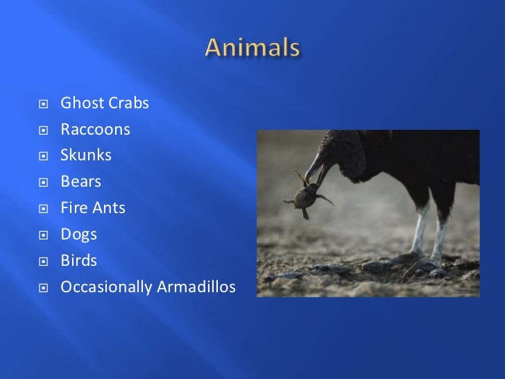 Sea turtle Predators