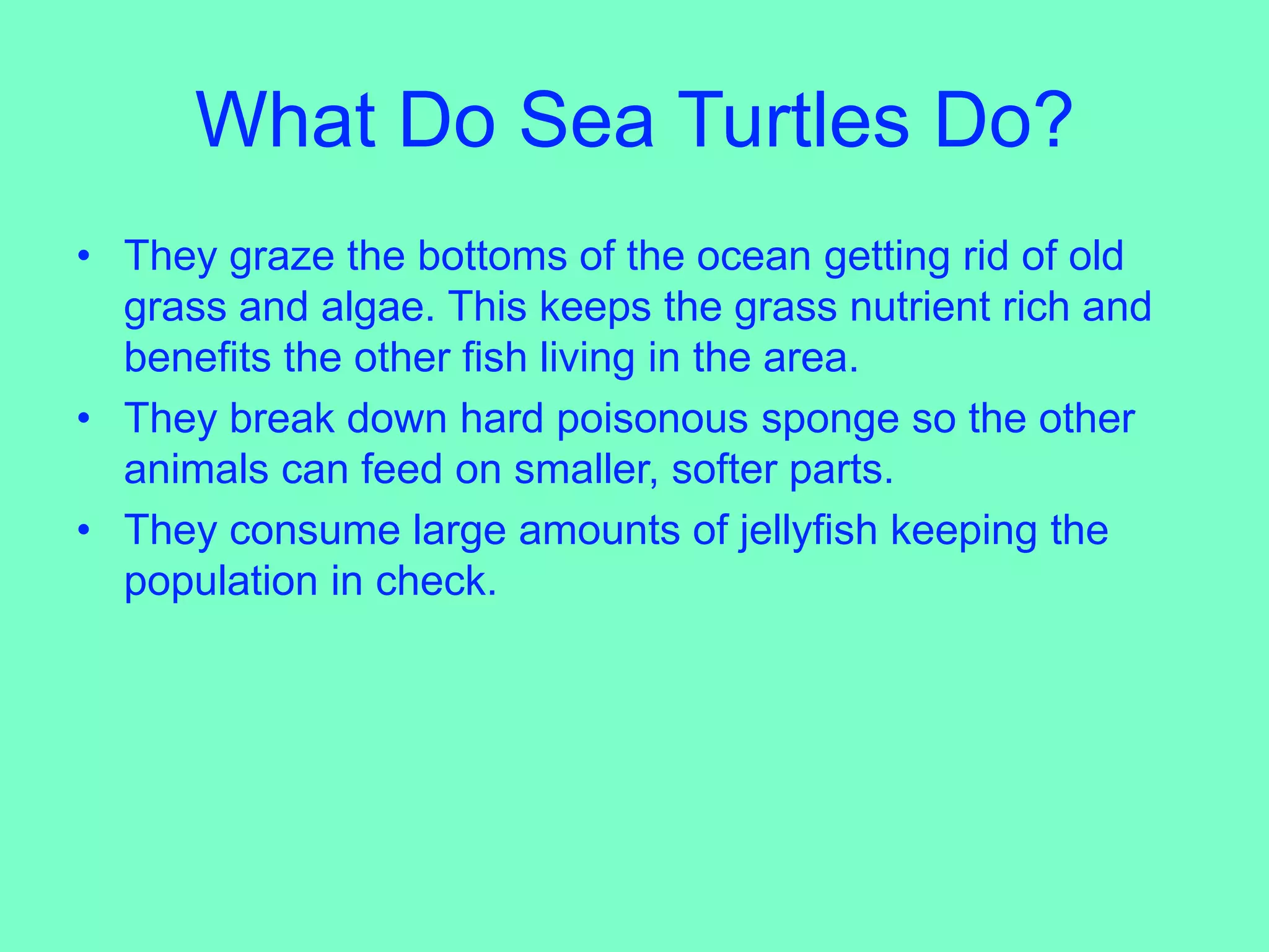 Sea turtle presentation | PPTX