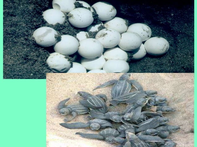 Sea turtle presentation | PPTX | Reptiles | Pets