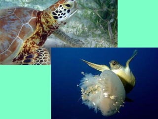 Sea turtle presentation | PPTX