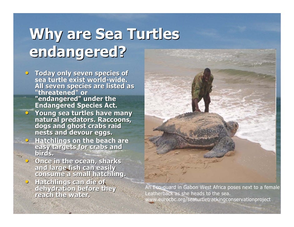 Sea Turtle Release sea-turtle-release