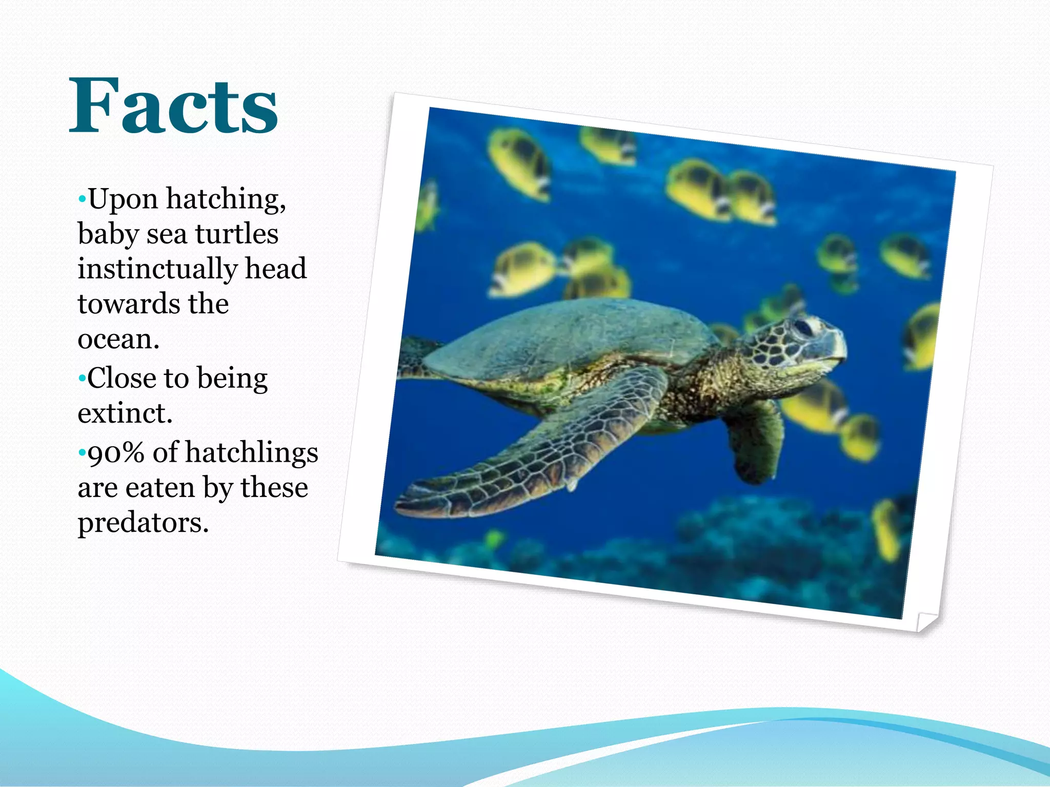 Sea turtles | PPTX