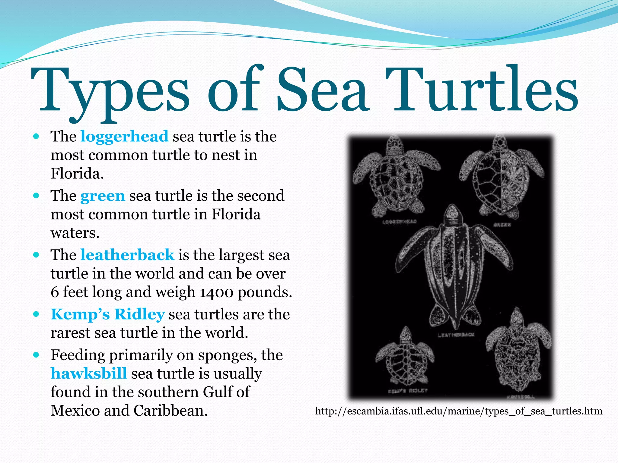 Sea turtles | PPTX | Reptiles | Pets