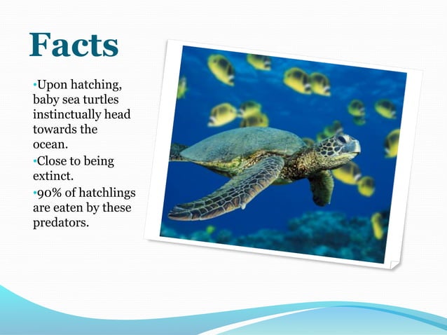 Sea turtles | PPTX
