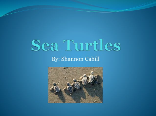 Sea turtles | PPTX