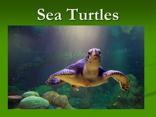 Sea turtles | PPTX