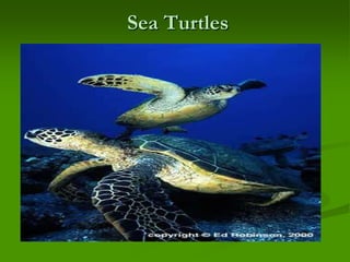 Sea turtles | PPTX