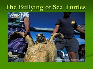 Sea turtles | PPTX