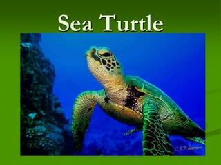 Sea turtles | PPTX