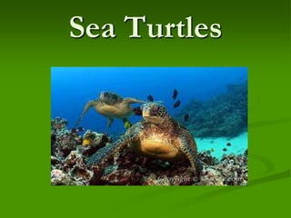 Sea turtles | PPTX