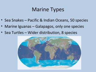 Sea turtles | PPT