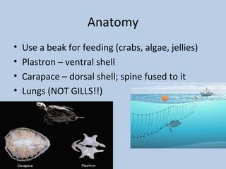 Sea turtles | PPT