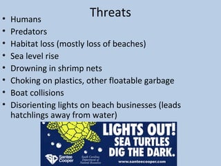 Sea turtles | PPT