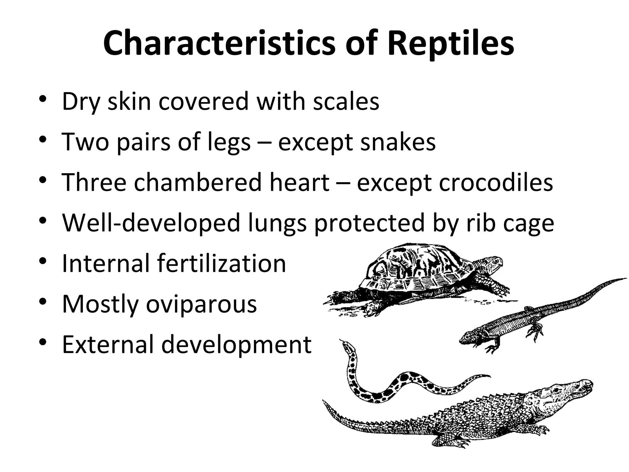 Sea turtles introduction | PPT
