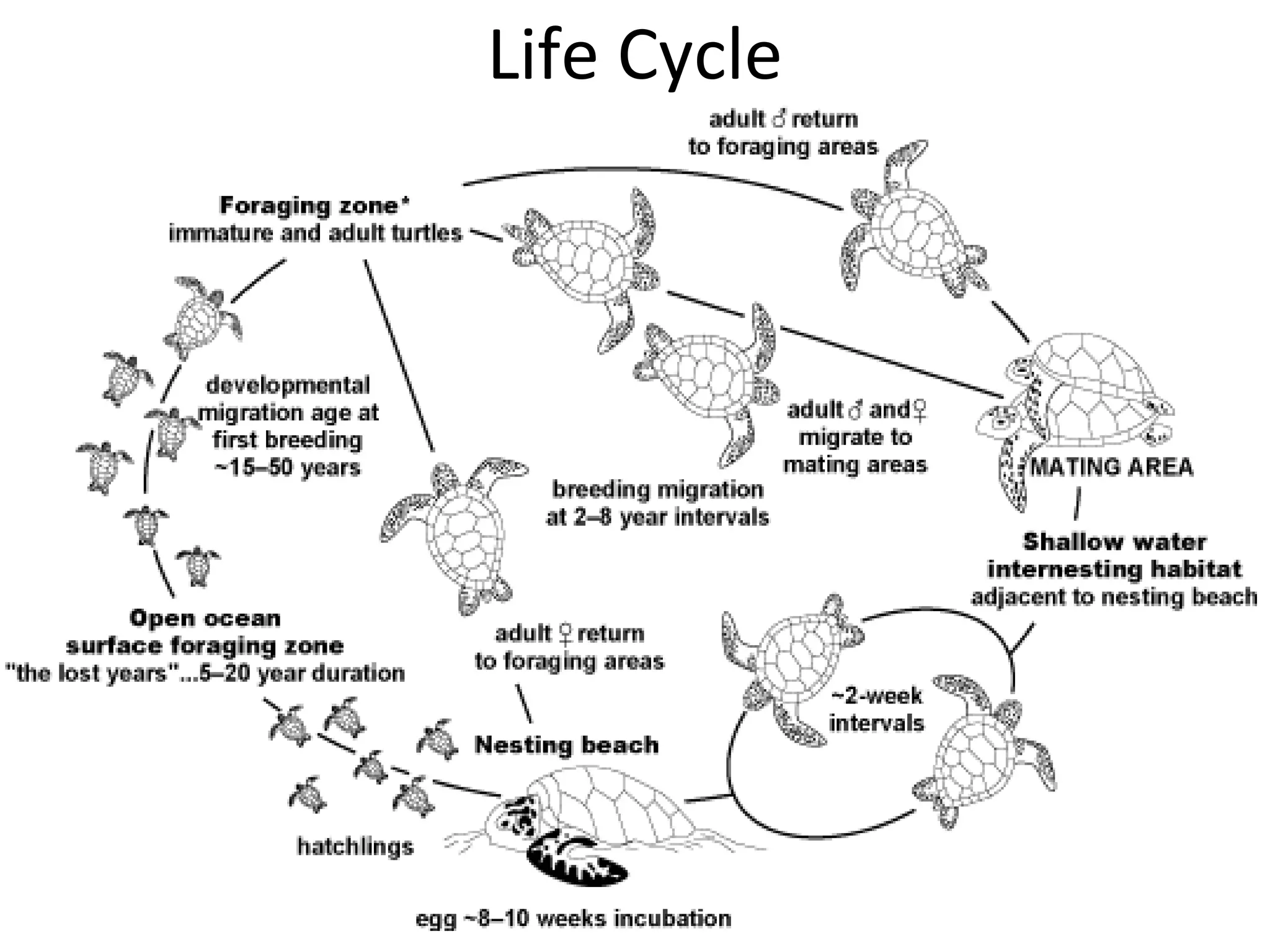 Sea turtles introduction | PPT