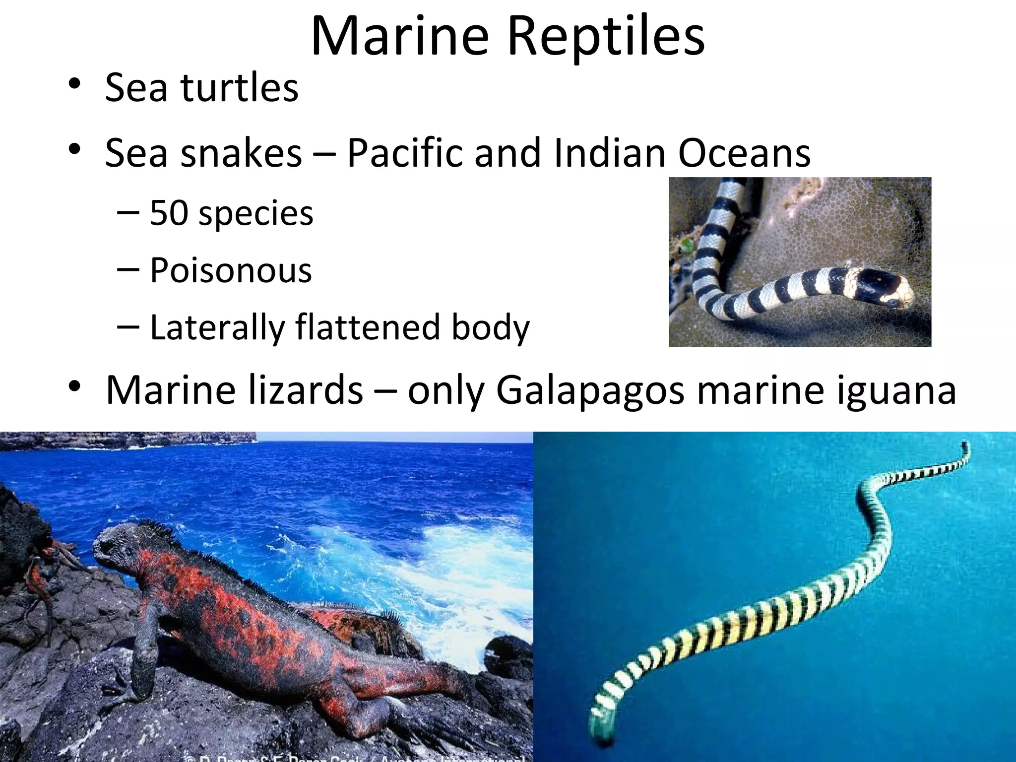 Sea turtles introduction | PPT