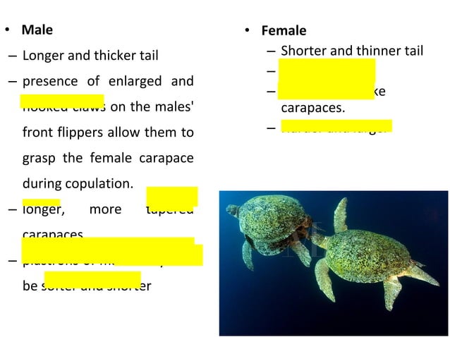 Sea turtles introduction | PPT