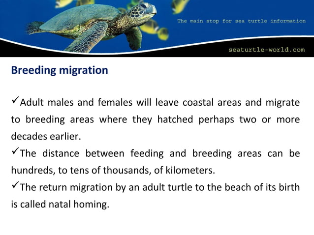 Sea turtles introduction | PPT