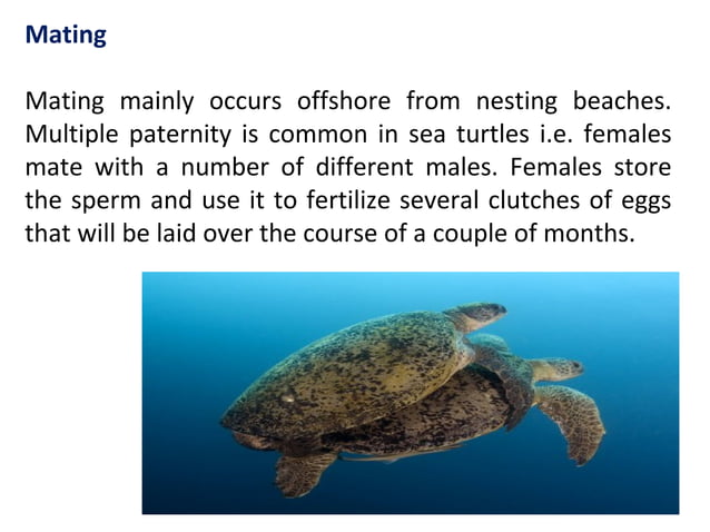 Sea turtles introduction | PPT