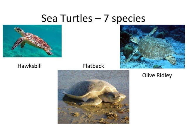 Sea turtles introduction