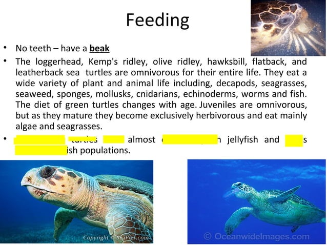 Sea turtles introduction