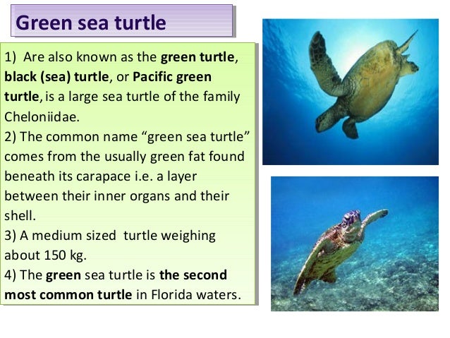 Sea turtles introduction