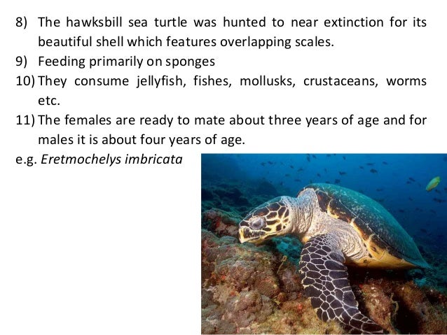 Sea turtles introduction