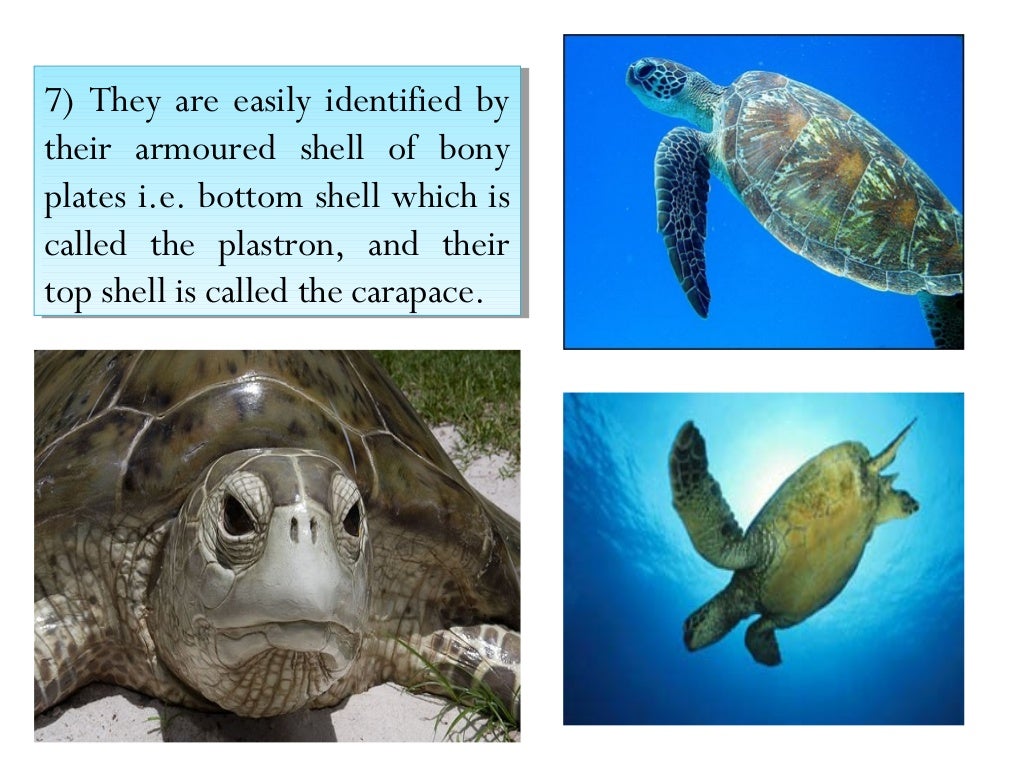 Sea turtles introduction