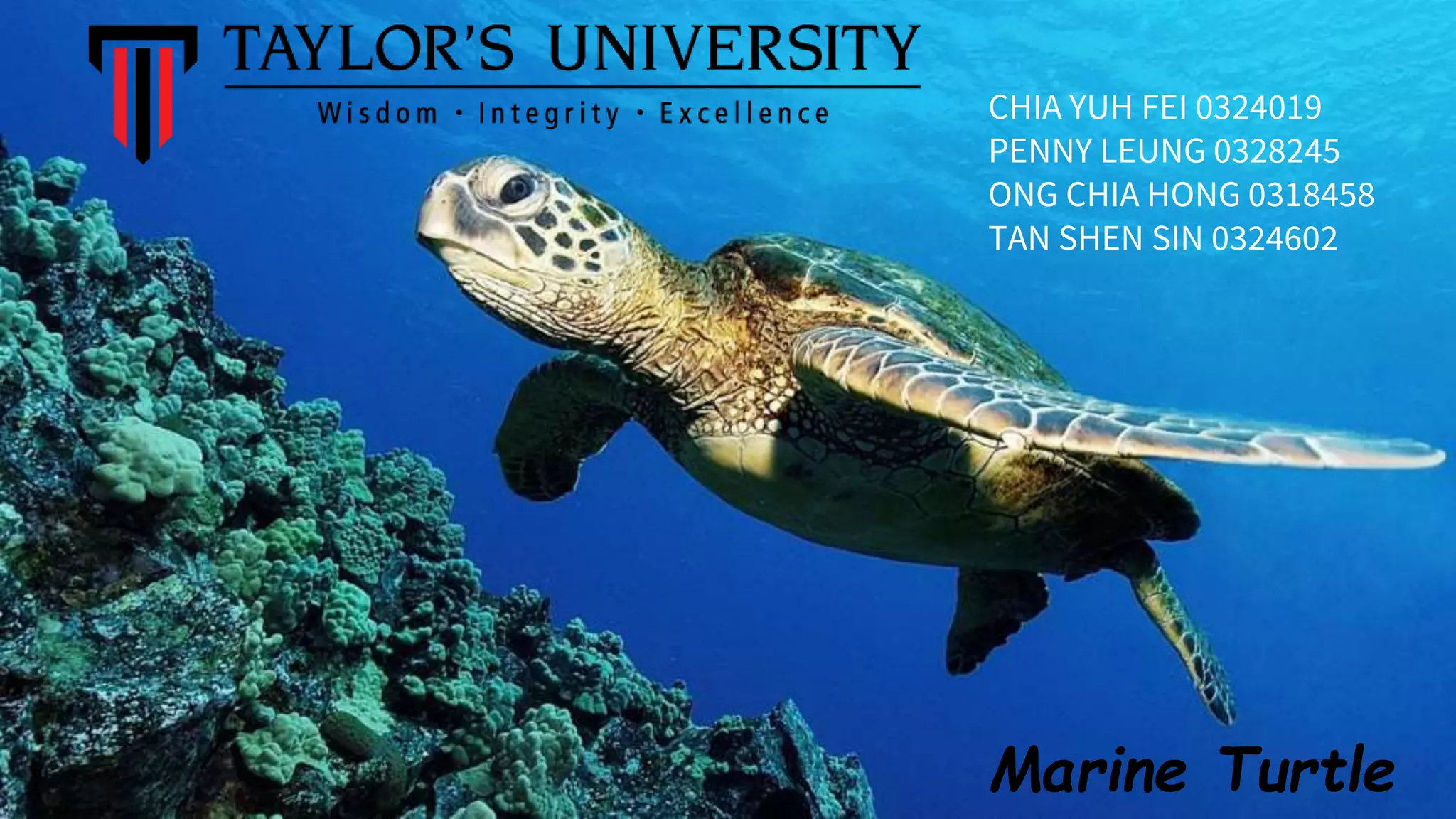 Sea turtles biodiversity presentation | PPTX