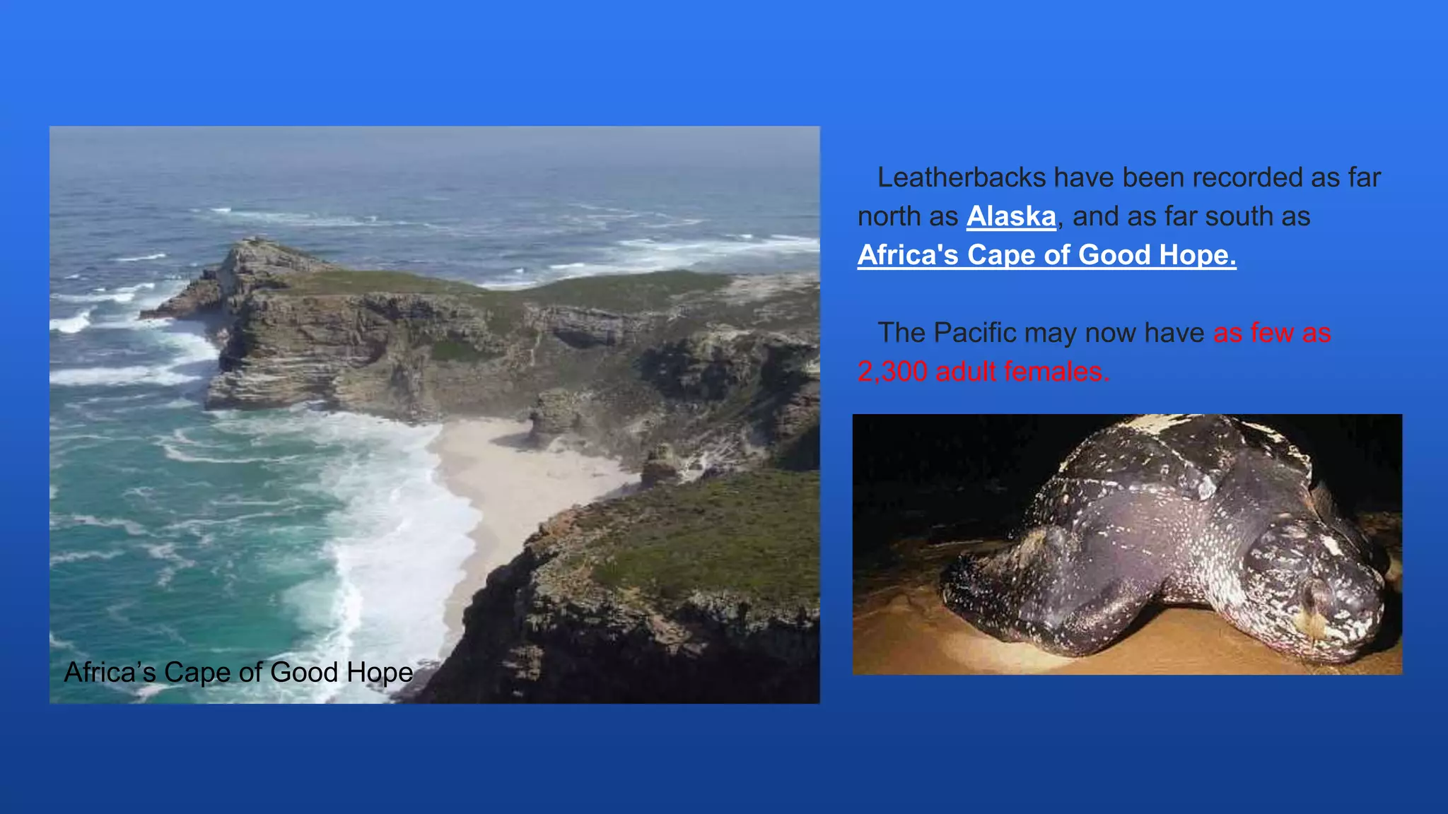 Sea turtles biodiversity presentation | PPTX