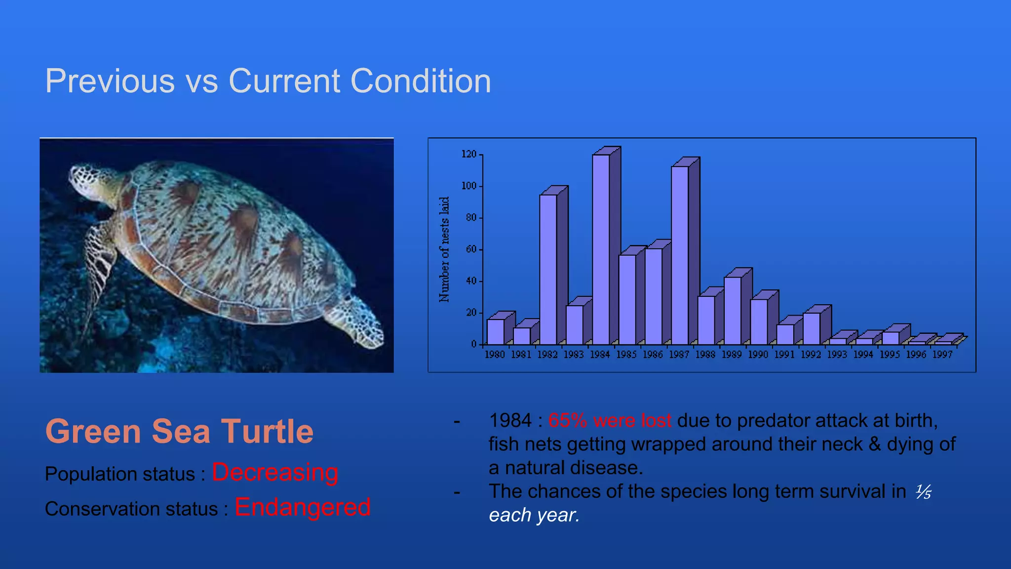 Sea turtles biodiversity presentation | PPTX
