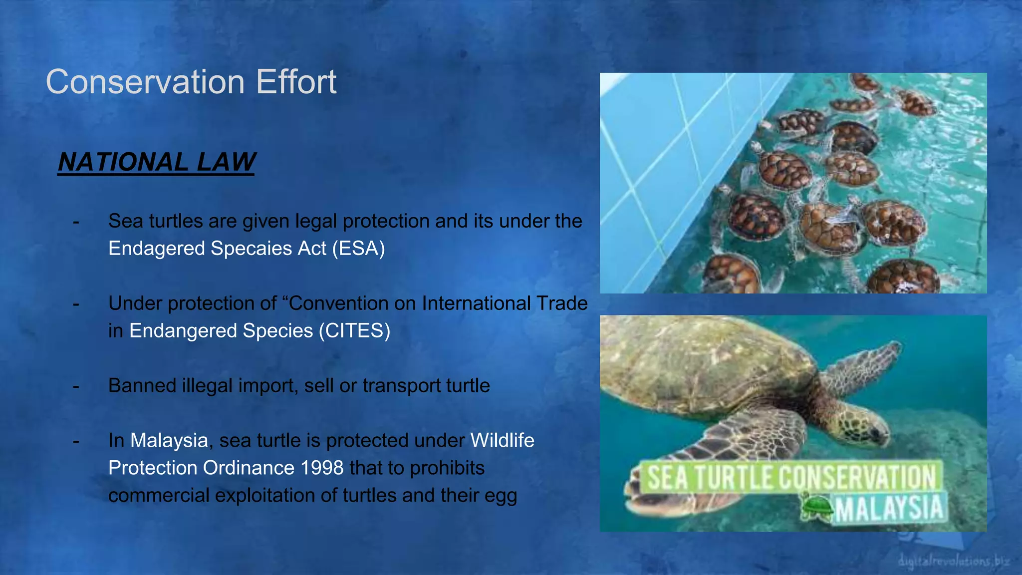 Sea turtles biodiversity presentation | PPTX