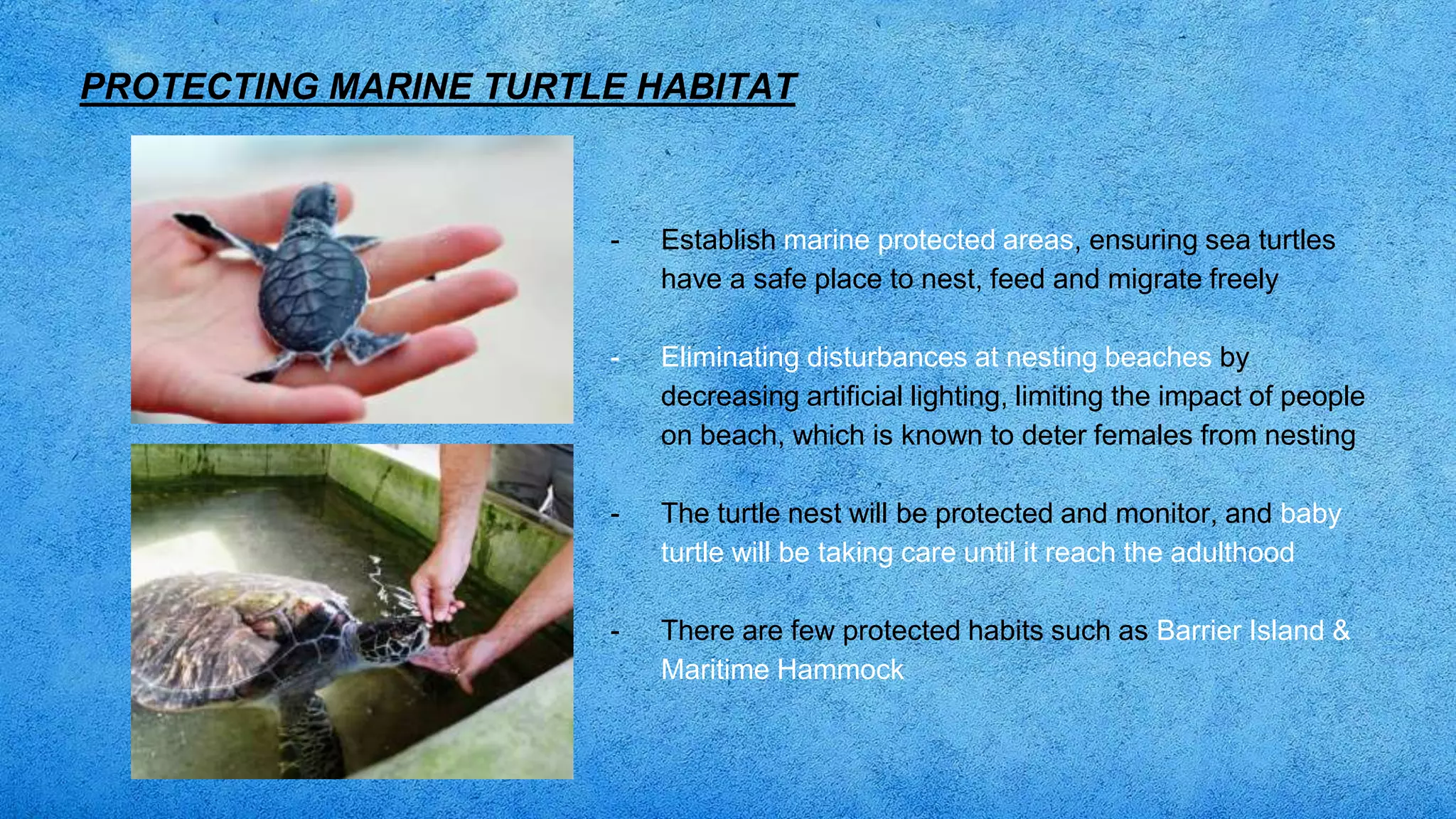 Sea turtles biodiversity presentation | PPTX