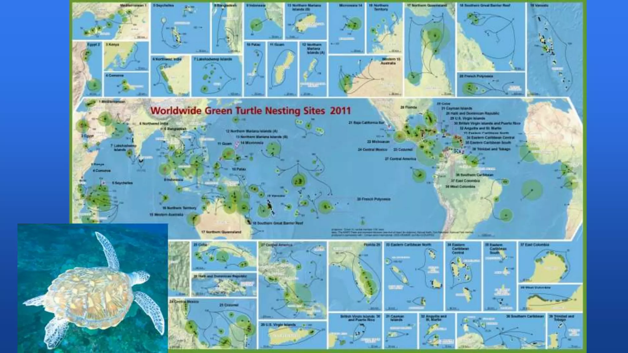 Sea turtles biodiversity presentation | PPTX