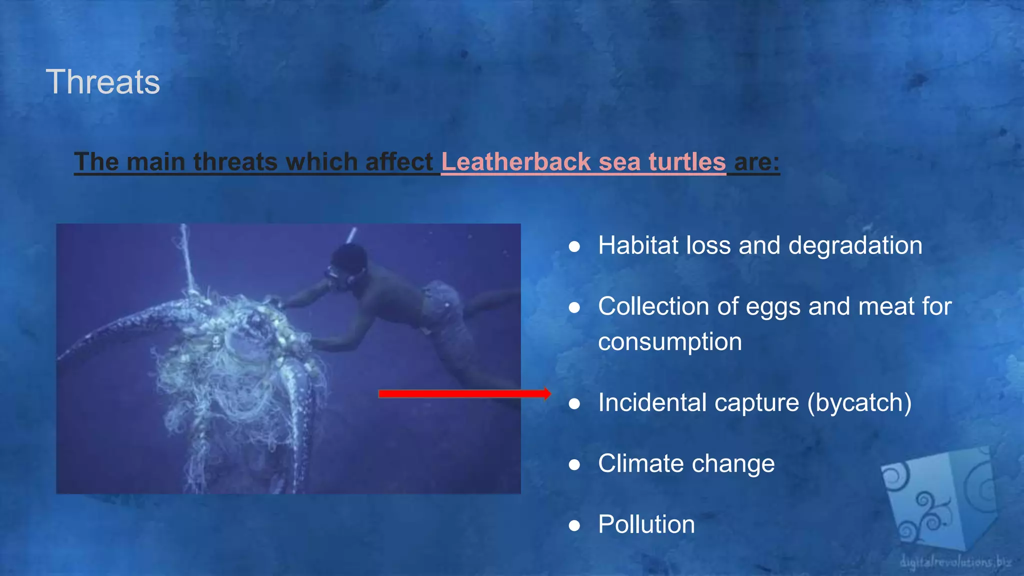 Sea turtles biodiversity presentation | PPTX