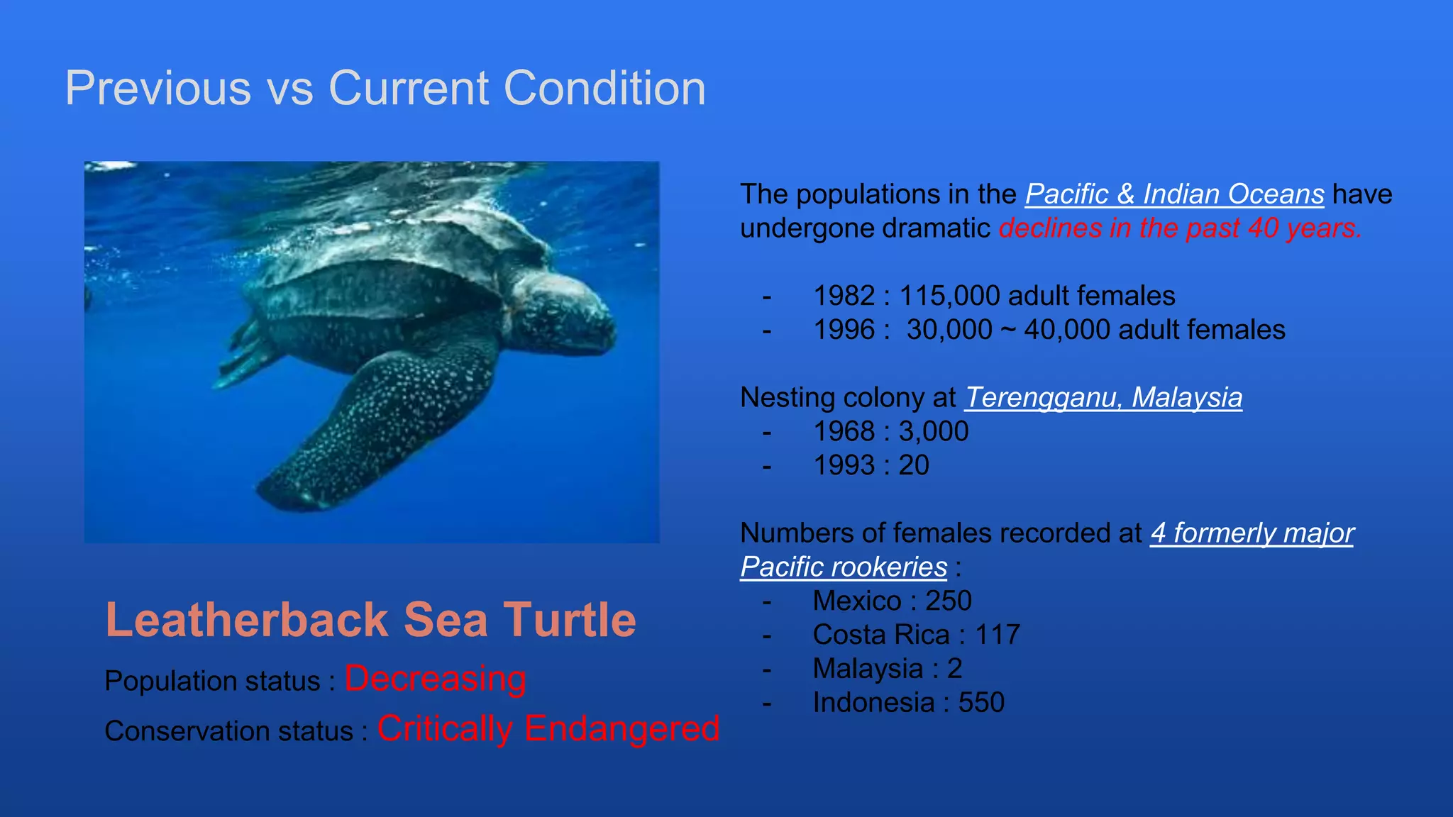 Sea turtles biodiversity presentation | PPTX