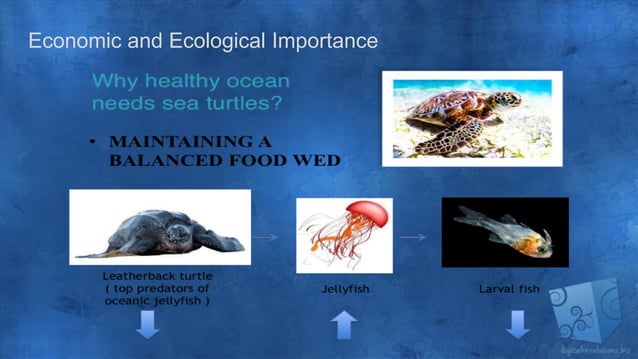 Sea turtles biodiversity presentation | PPTX
