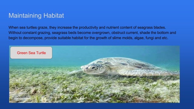 Sea turtles biodiversity presentation | PPTX