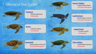 Sea turtles biodiversity presentation | PPTX