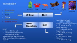 Sea turtles biodiversity presentation | PPTX