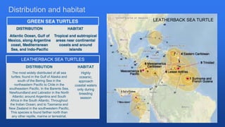 Sea turtles biodiversity presentation | PPTX