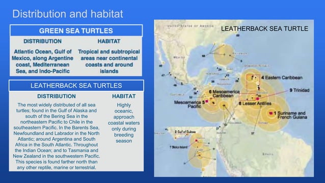 Sea turtles biodiversity presentation | PPTX